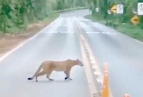 Turistas avistaron un puma cerca del aeropuerto de Iguazú | El Territorio
