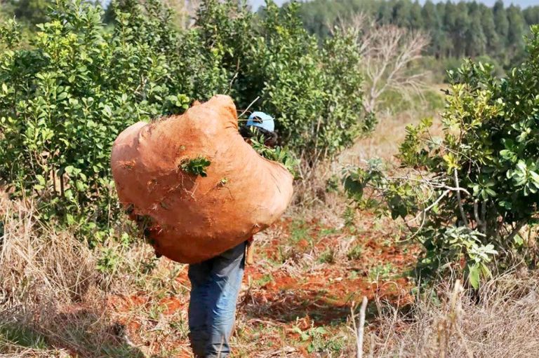 El largo recorrido del oro verde: pasado, presente y futuro de la yerba ...