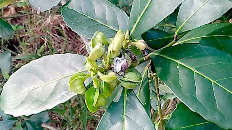 El rulo de la yerba mate estaría controlado, según relevó el Inym | EL ...